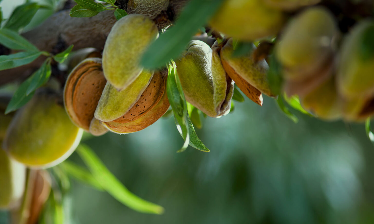 California Almond Growers & Suppliers | Grow With Us - JSS Almonds
